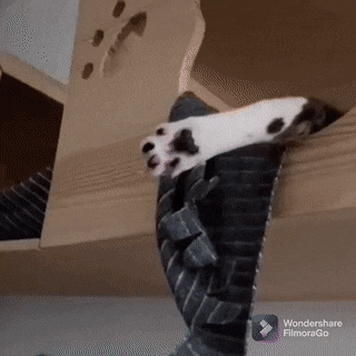 Animierter Picdump #802 › Seite 2 › Trendmutti.com